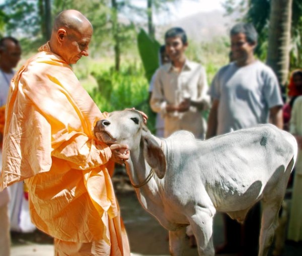 Cow Protection - ISKCON - The Hare Krishna Movement